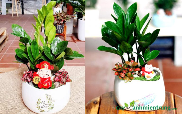 Cây Kim Tiền Nguồn Gốc ý Nghĩa Phong Thủy Và Cách Trồng Cây Kim Tiền